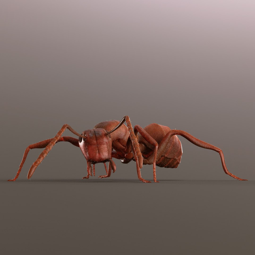 Ant Animations Model - TurboSquid 1381339