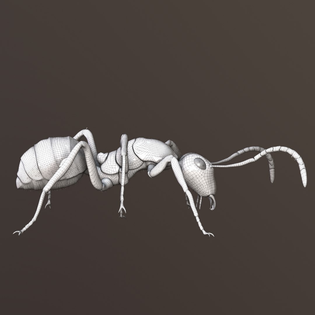 Ant Animations Model - TurboSquid 1381339