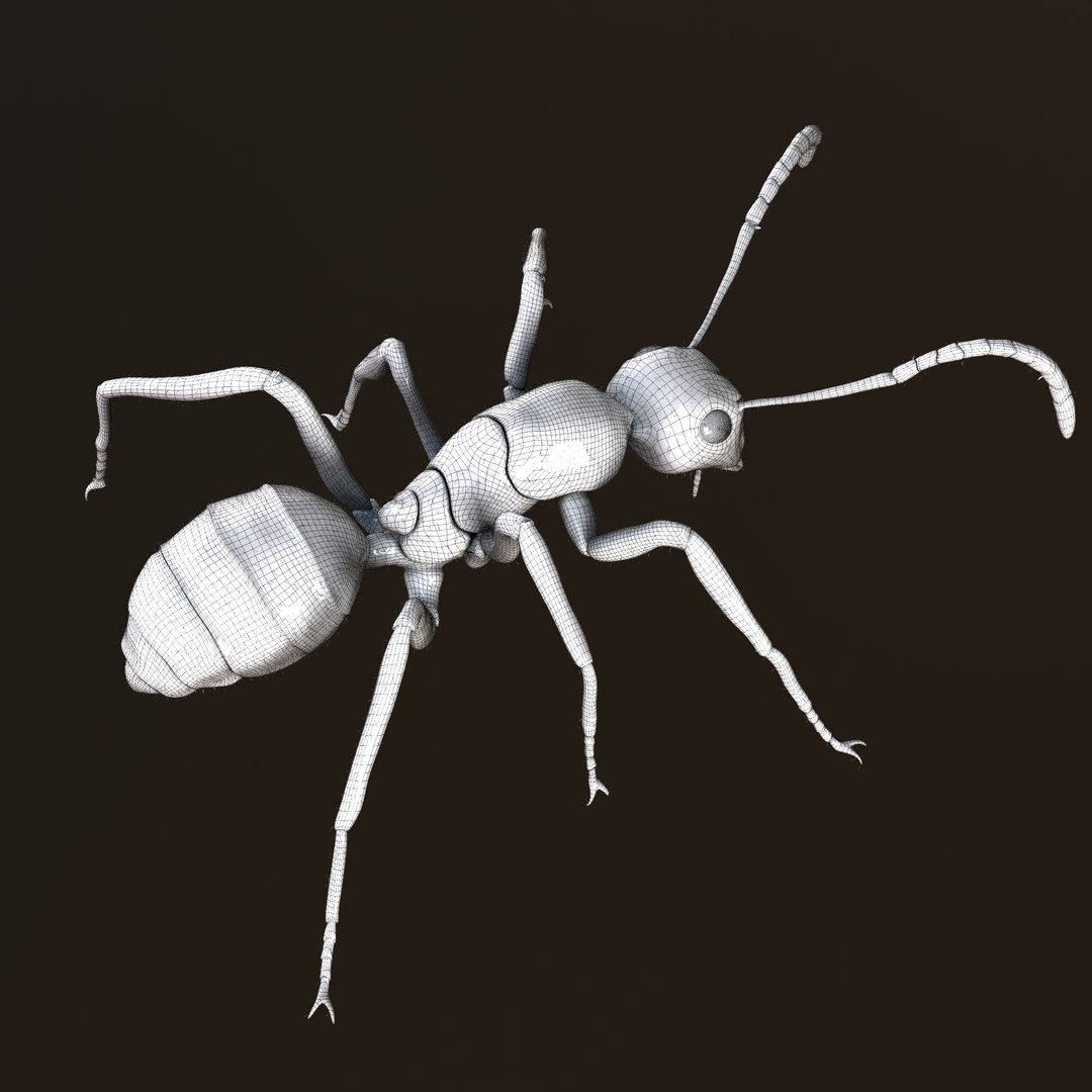 Ant Animations Model - TurboSquid 1381339