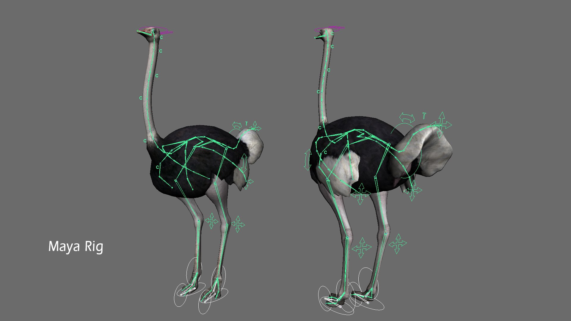 3d bird