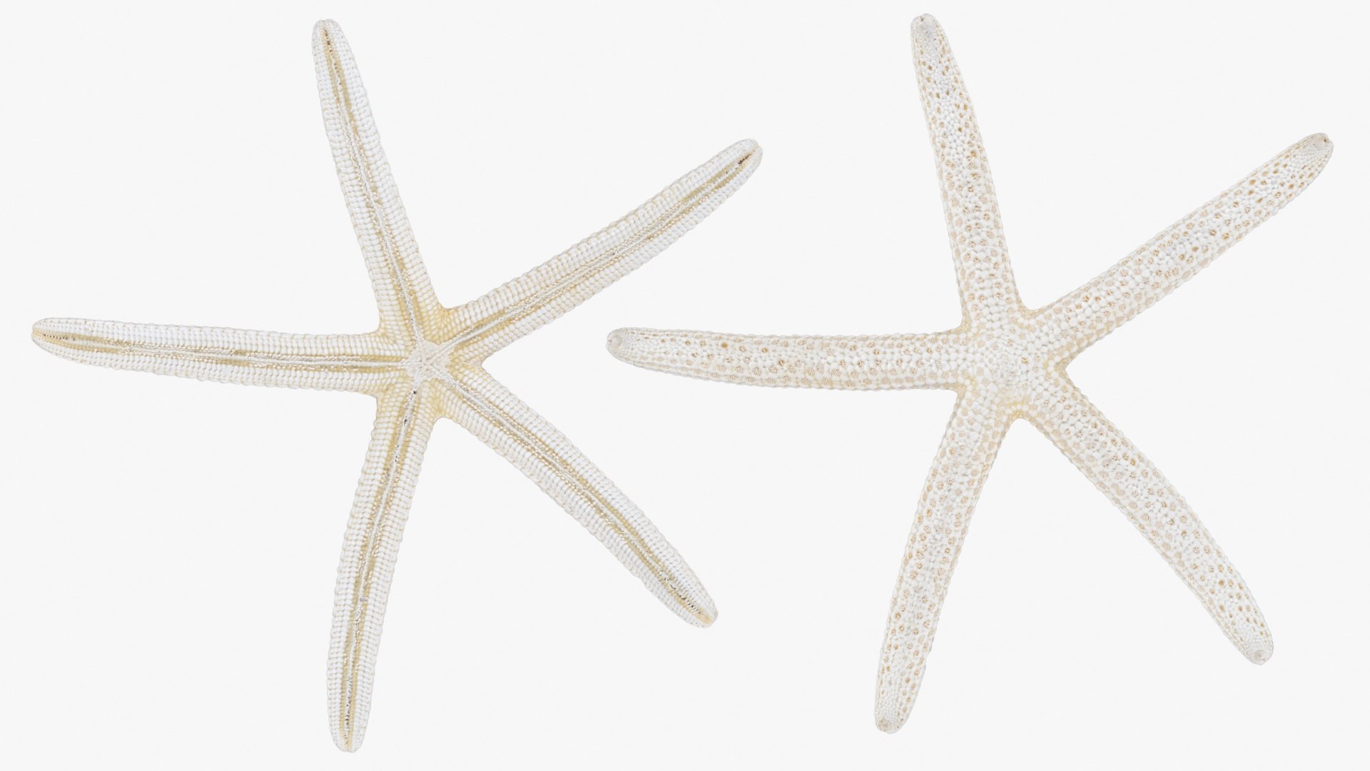 3D Finger Starfish Model - TurboSquid 2294536
