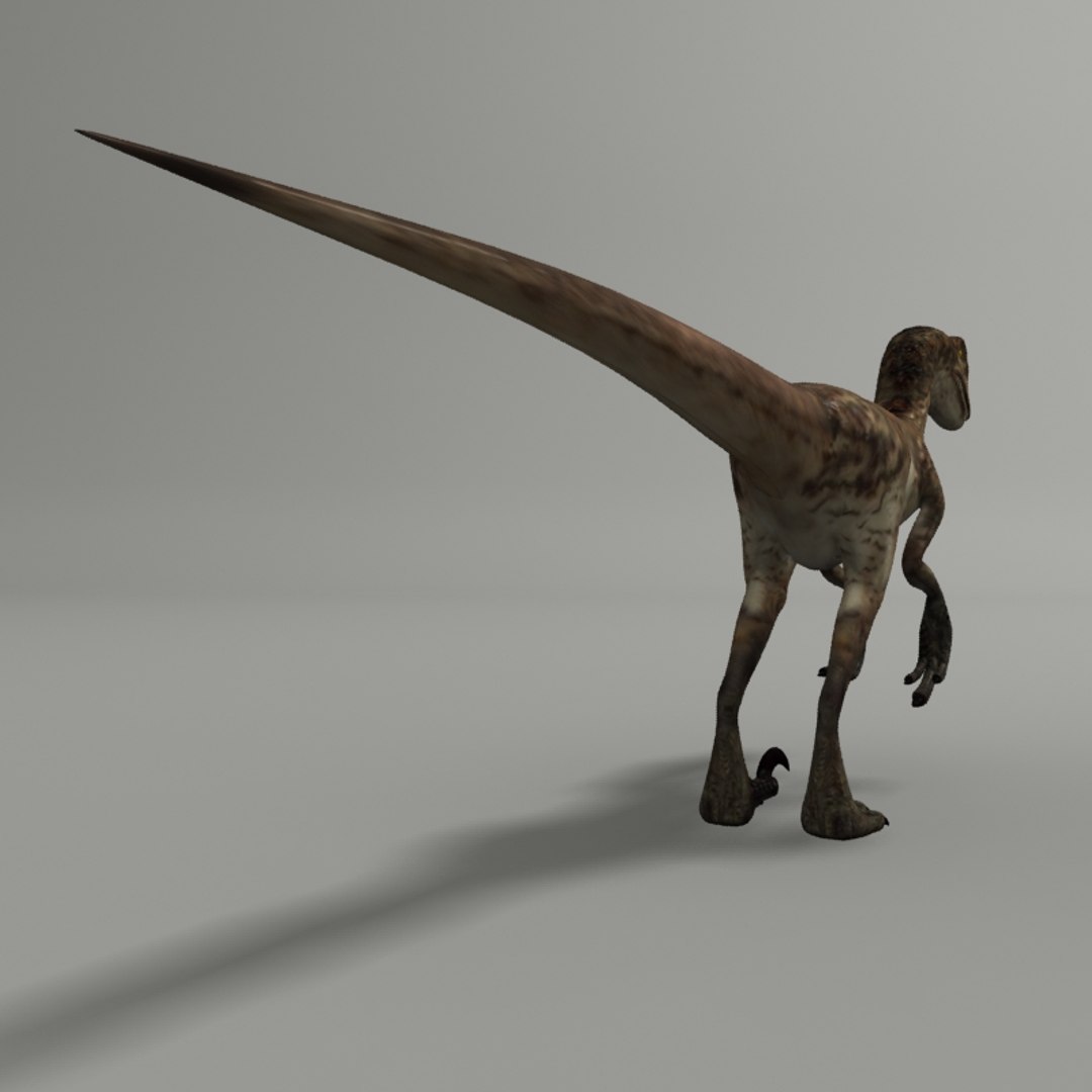 3D Model Velociraptor Raptor - TurboSquid 1235459