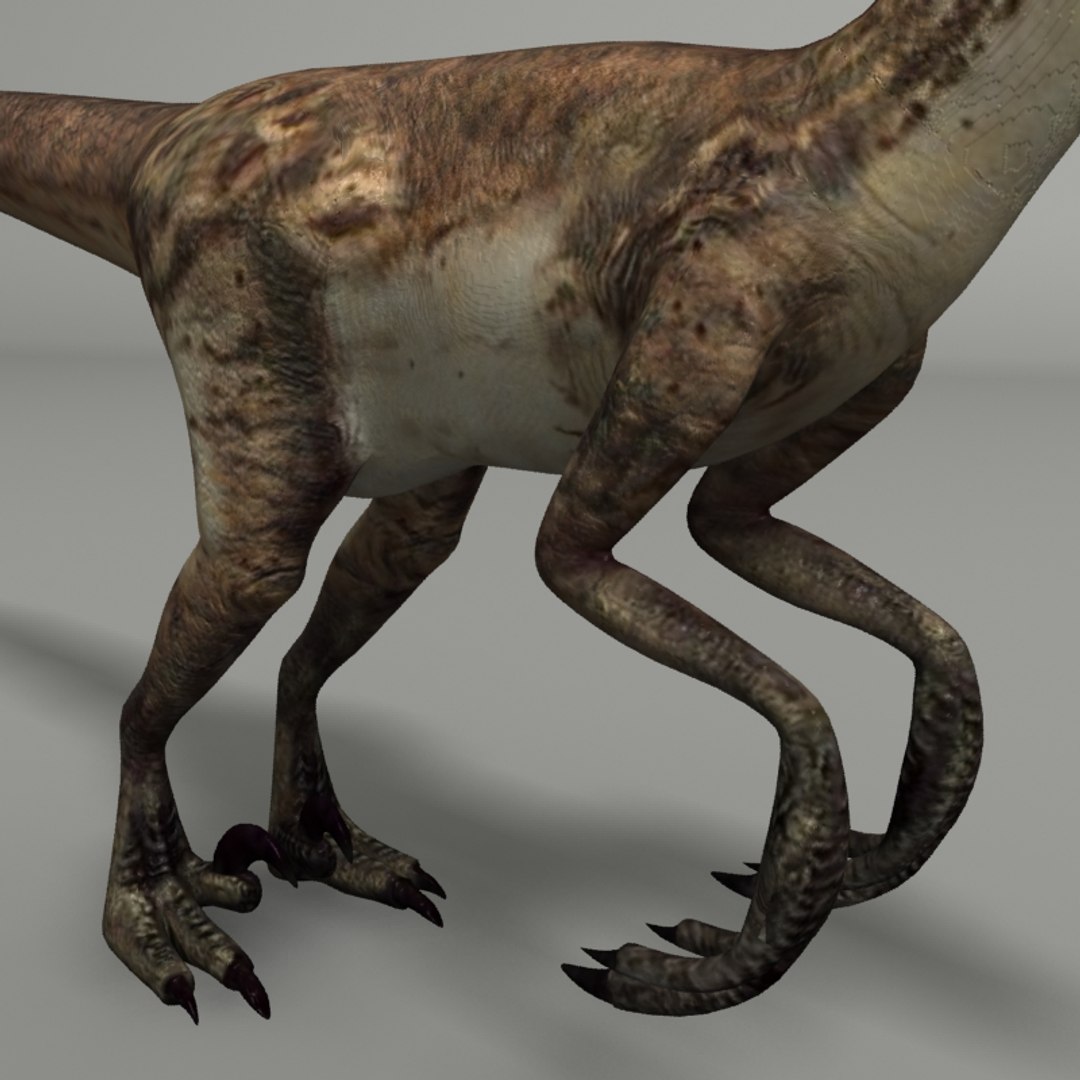 3D Model Velociraptor Raptor - TurboSquid 1235459