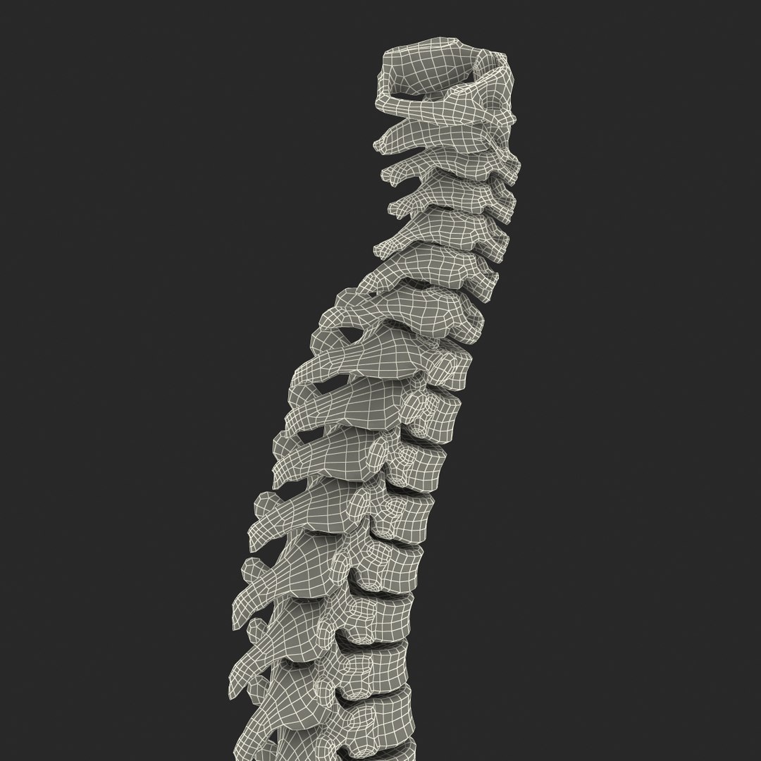 3d Spinal Cord