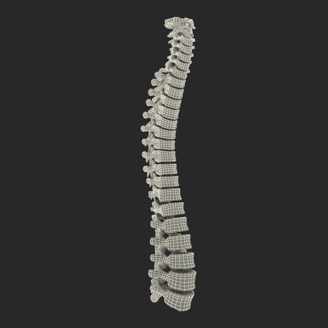 3d spinal cord