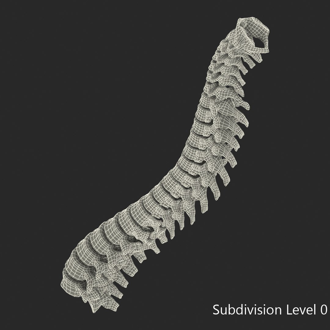 3d spinal cord
