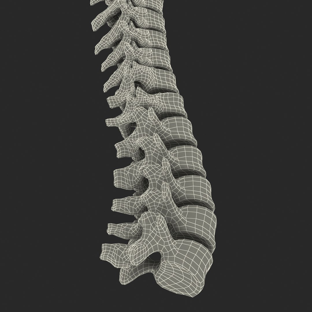 3d Spinal Cord