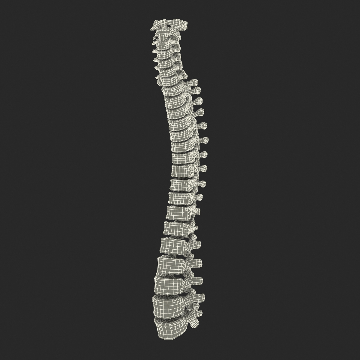 3d spinal cord