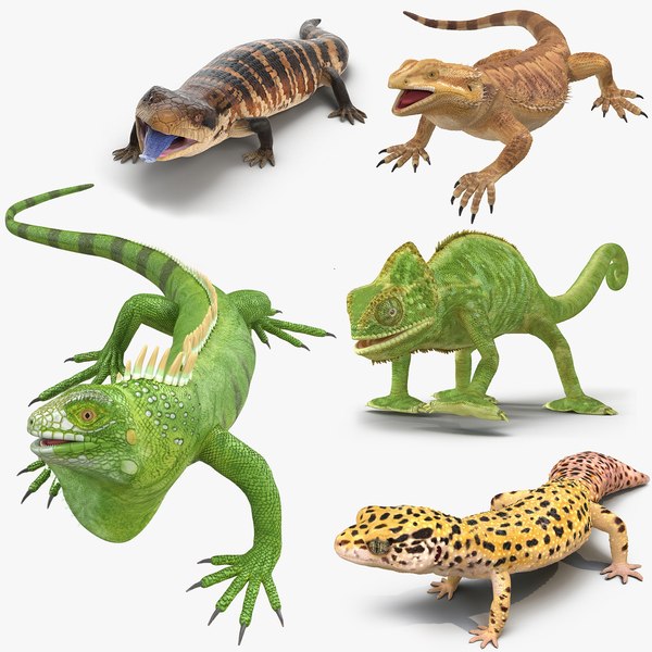 Gecko 3D Models for Download | TurboSquid