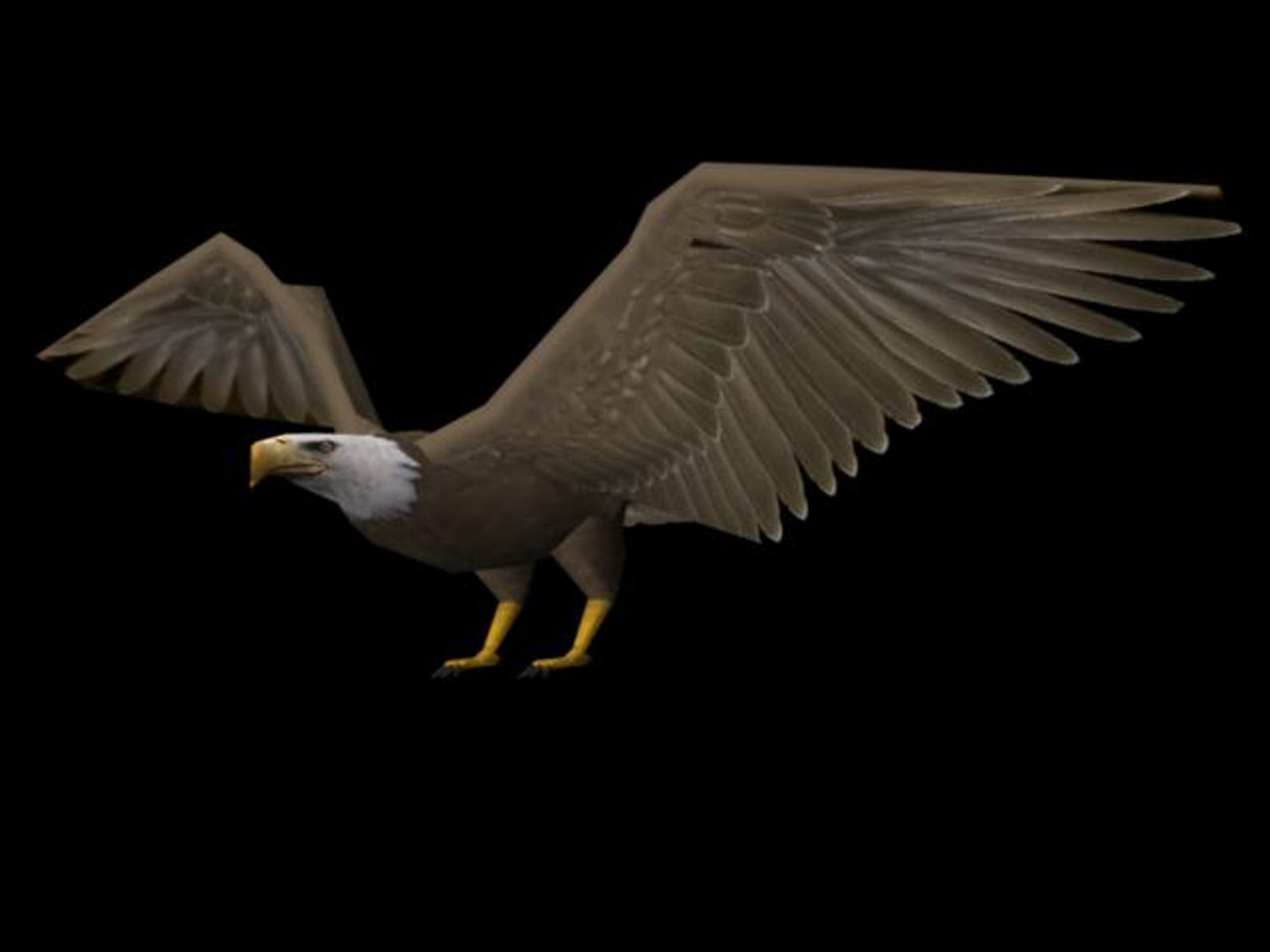 Bald Eagle Bird Animate Ma