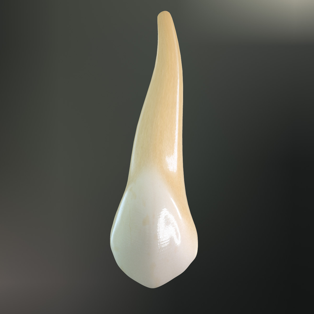 Tooth Upper Canine 3d Max