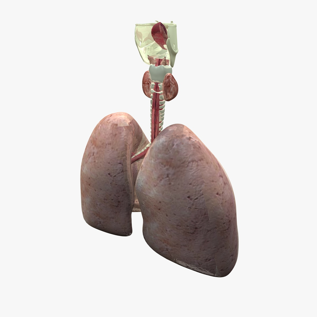 lungs anatomy 3d obj