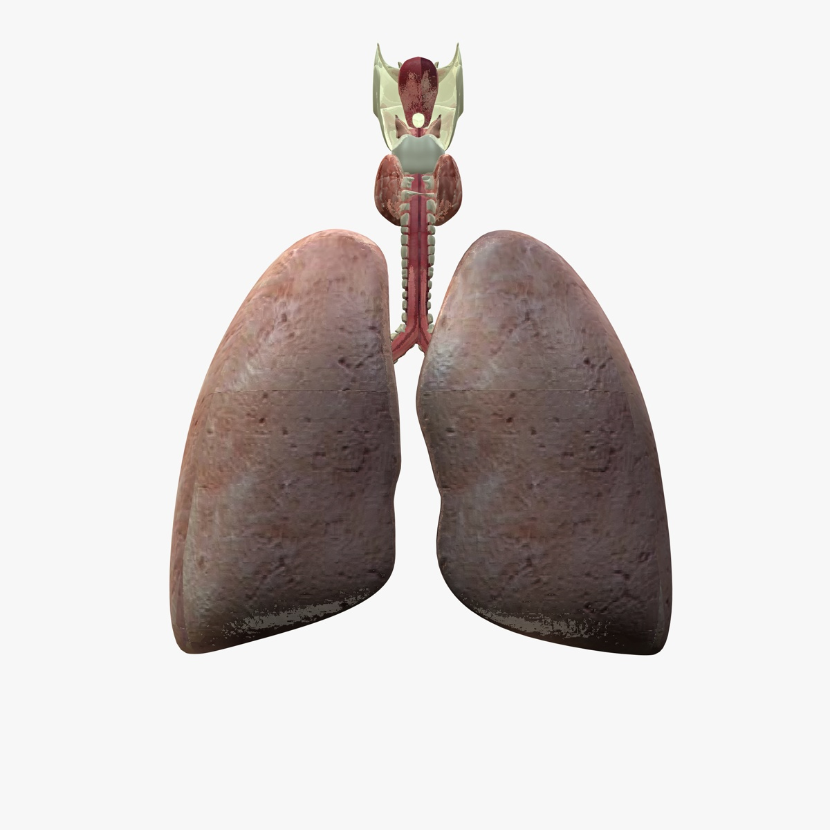 lungs anatomy 3d obj