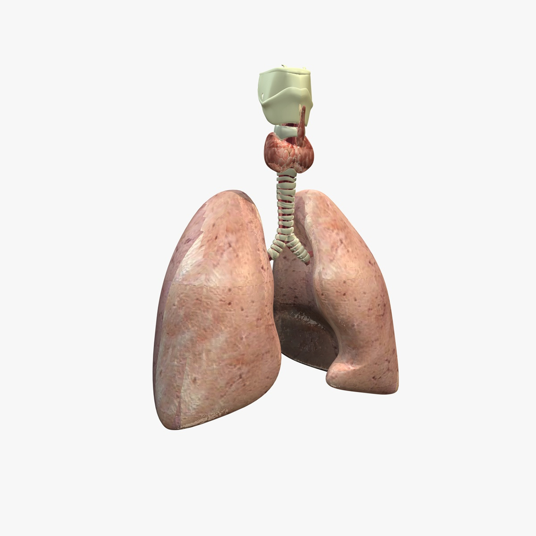 lungs anatomy 3d obj