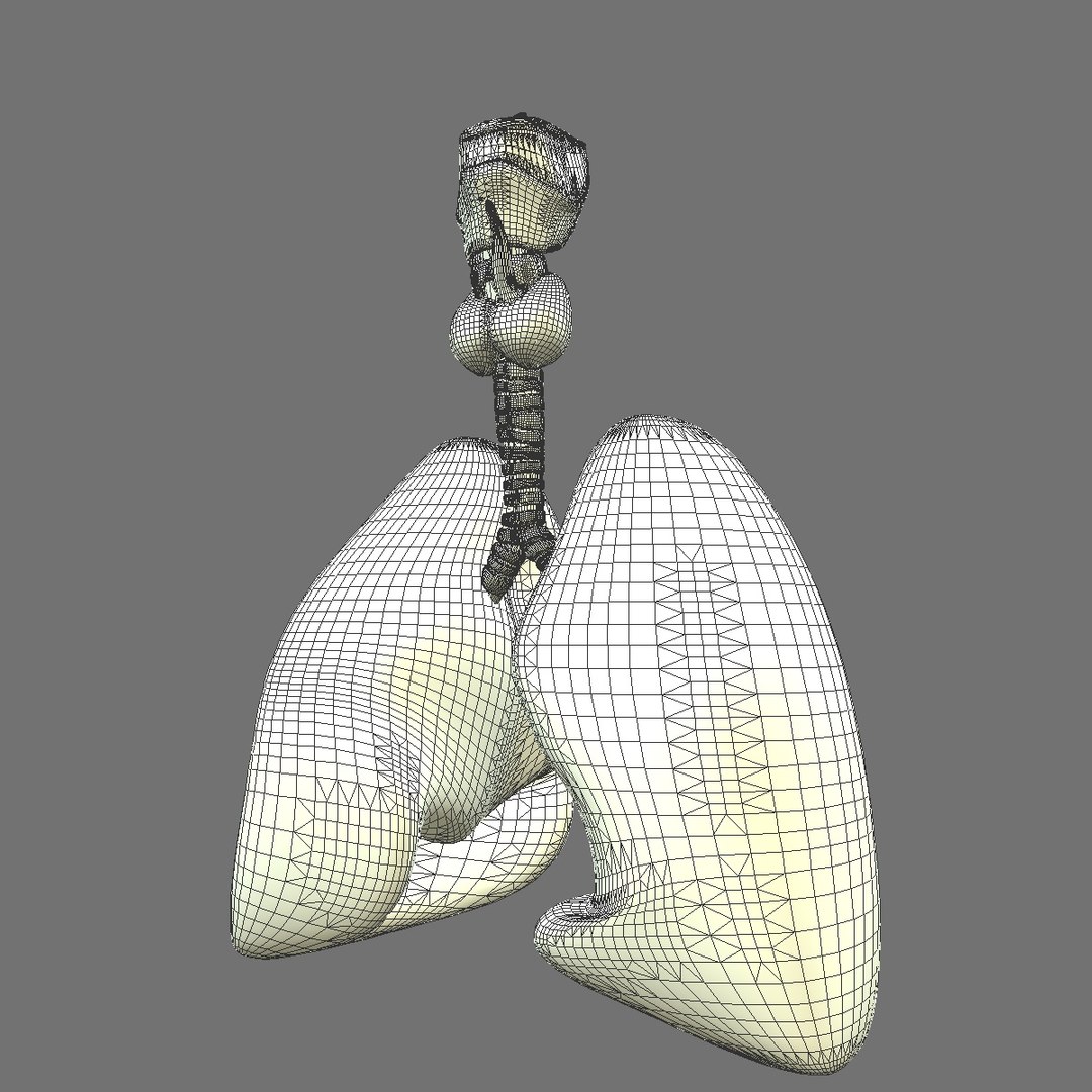Lungs Anatomy 3d Obj