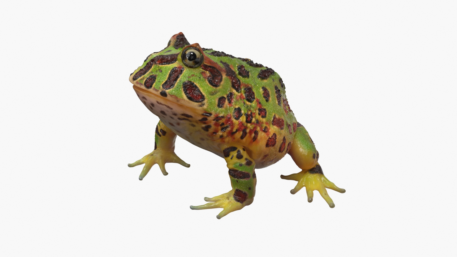 Realistic Horned Toad Rigged For Maya 3D Model - TurboSquid 2348901