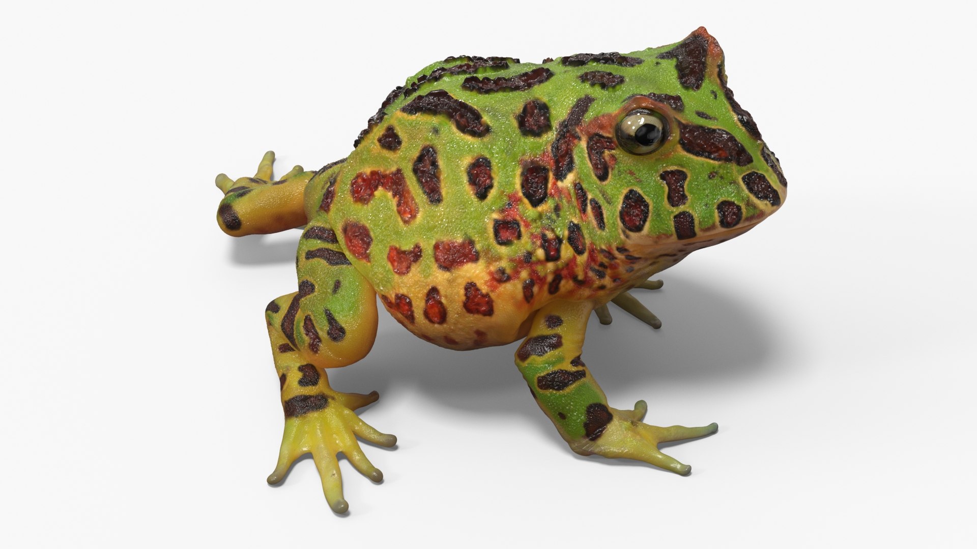 Realistic Horned Toad Rigged For Maya 3D Model - TurboSquid 2348901