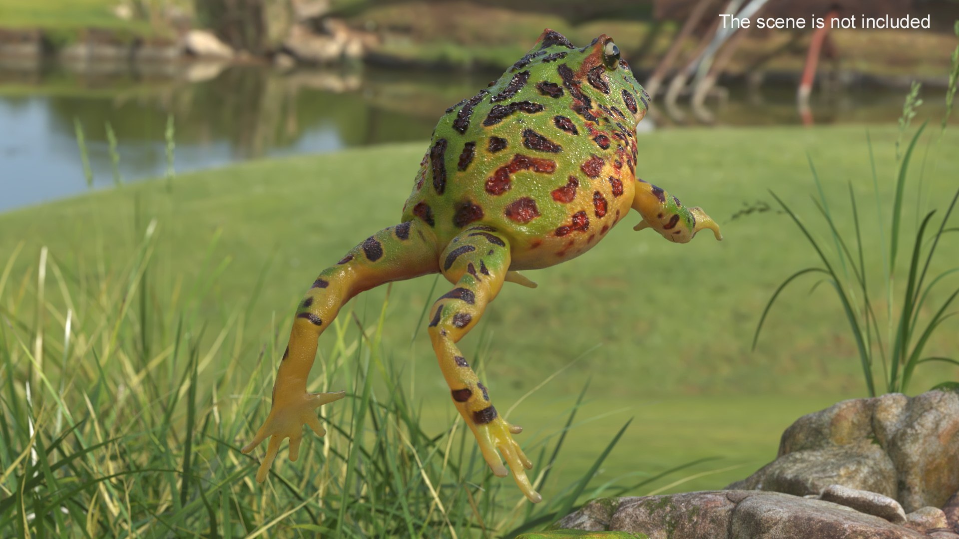 Realistic Horned Toad Rigged For Maya 3D Model - TurboSquid 2348901