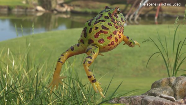 modelo 3d Sapo cornudo realista preparado para Maya - TurboSquid 2348901