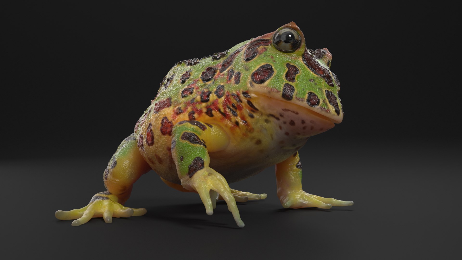 Realistic Horned Toad Rigged For Maya 3D Model - TurboSquid 2348901