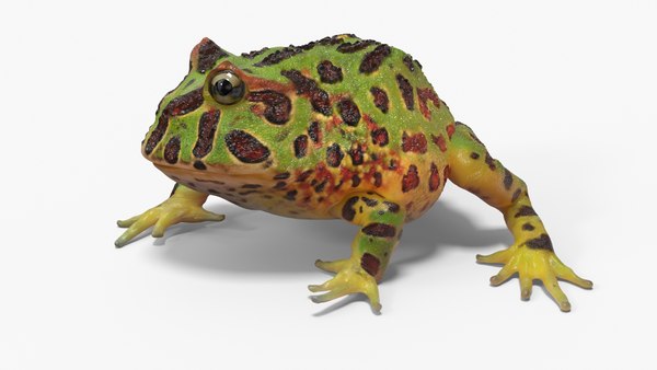 modelo 3d Sapo cornudo realista preparado para Maya - TurboSquid 2348901