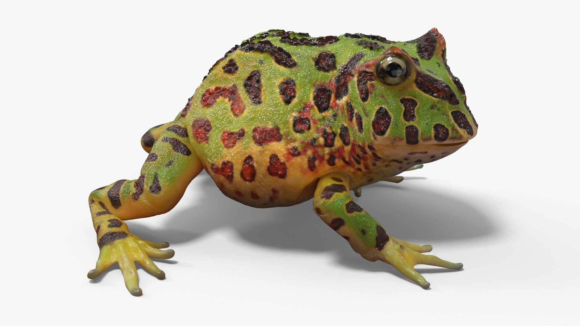 Realistic Horned Toad Rigged For Maya 3D Model - TurboSquid 2348901
