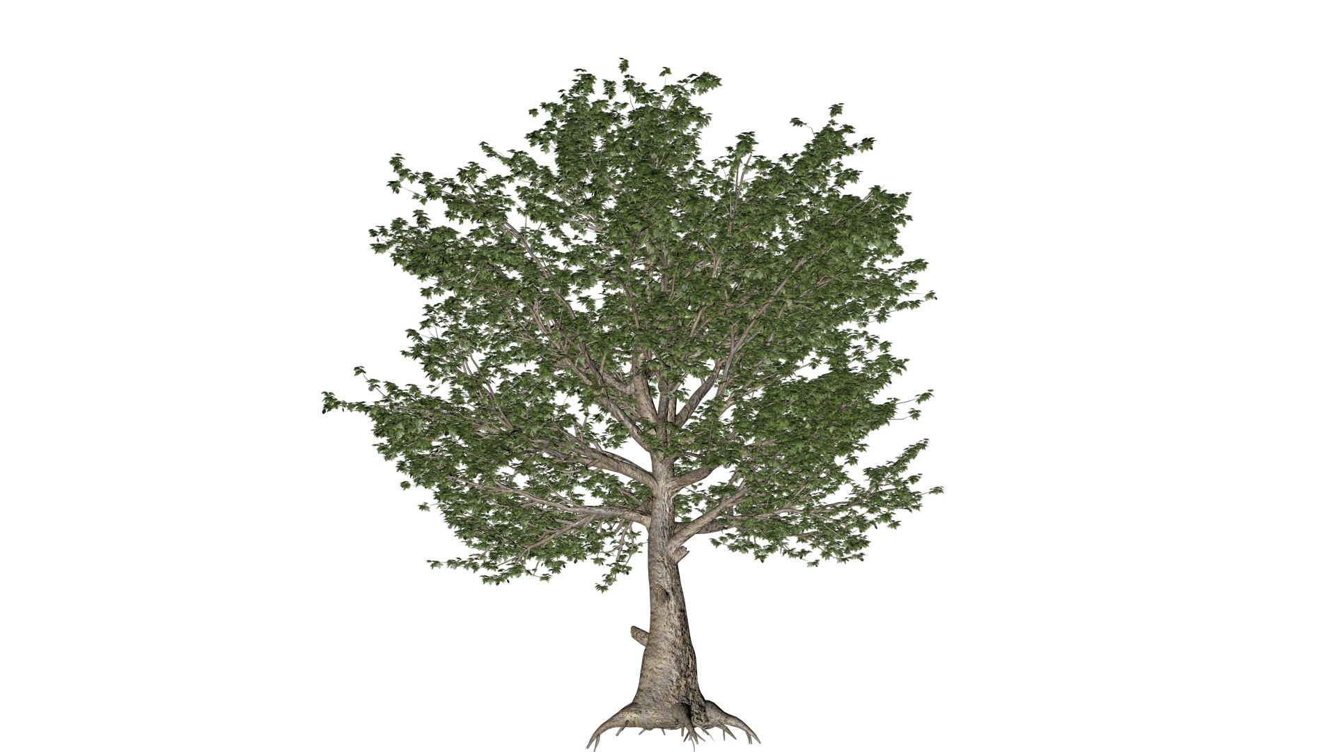 American Sycamore Tree - 05 - 3D Model - TurboSquid 2374314