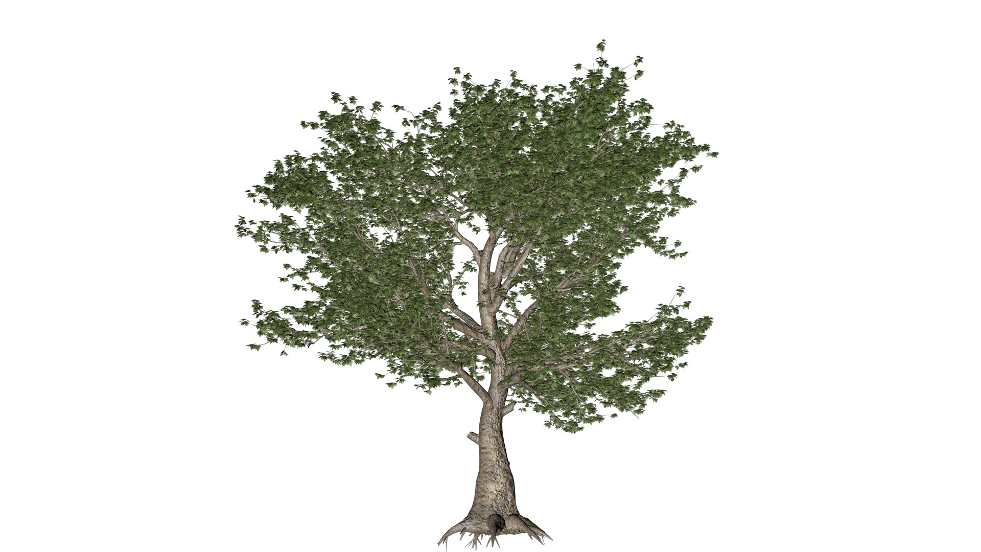 American Sycamore Tree - 05 - 3D Model - TurboSquid 2374314