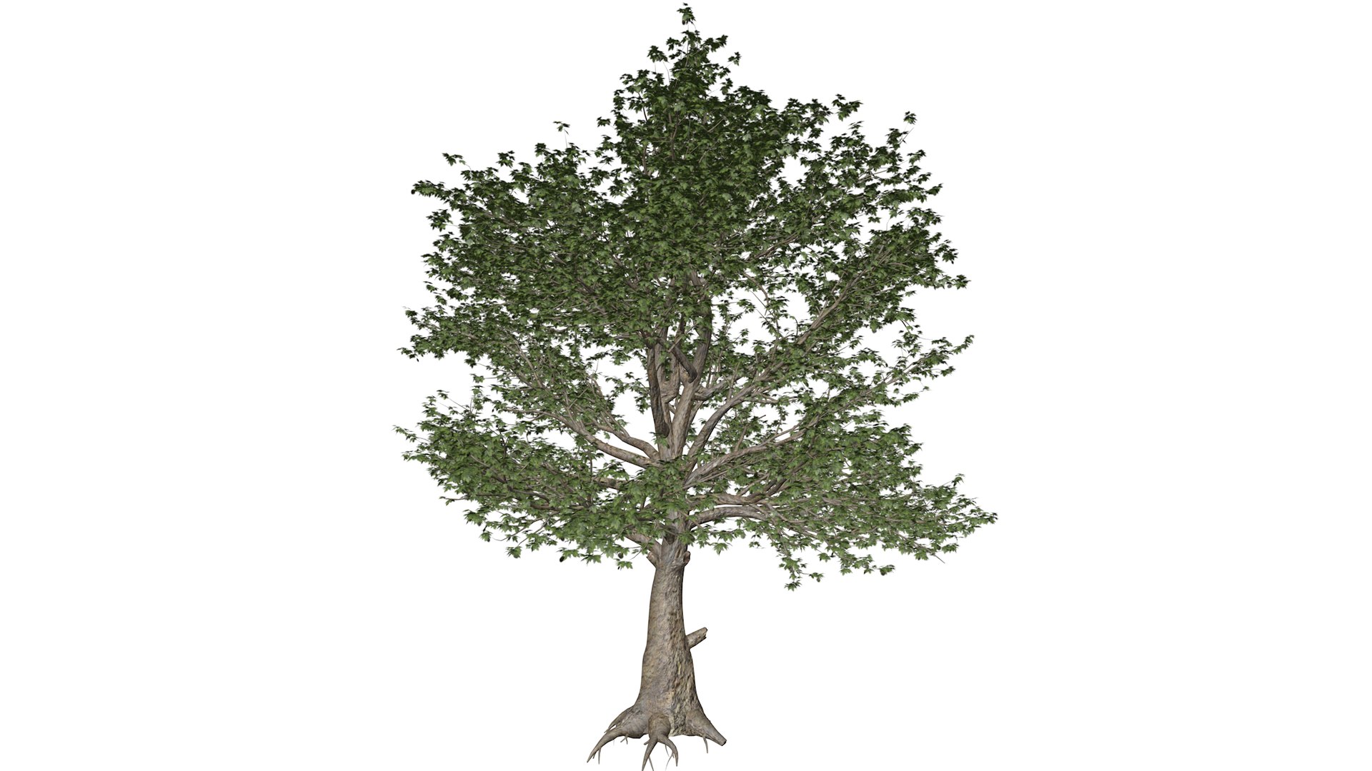 American Sycamore Tree - 05 - 3D Model - TurboSquid 2374314