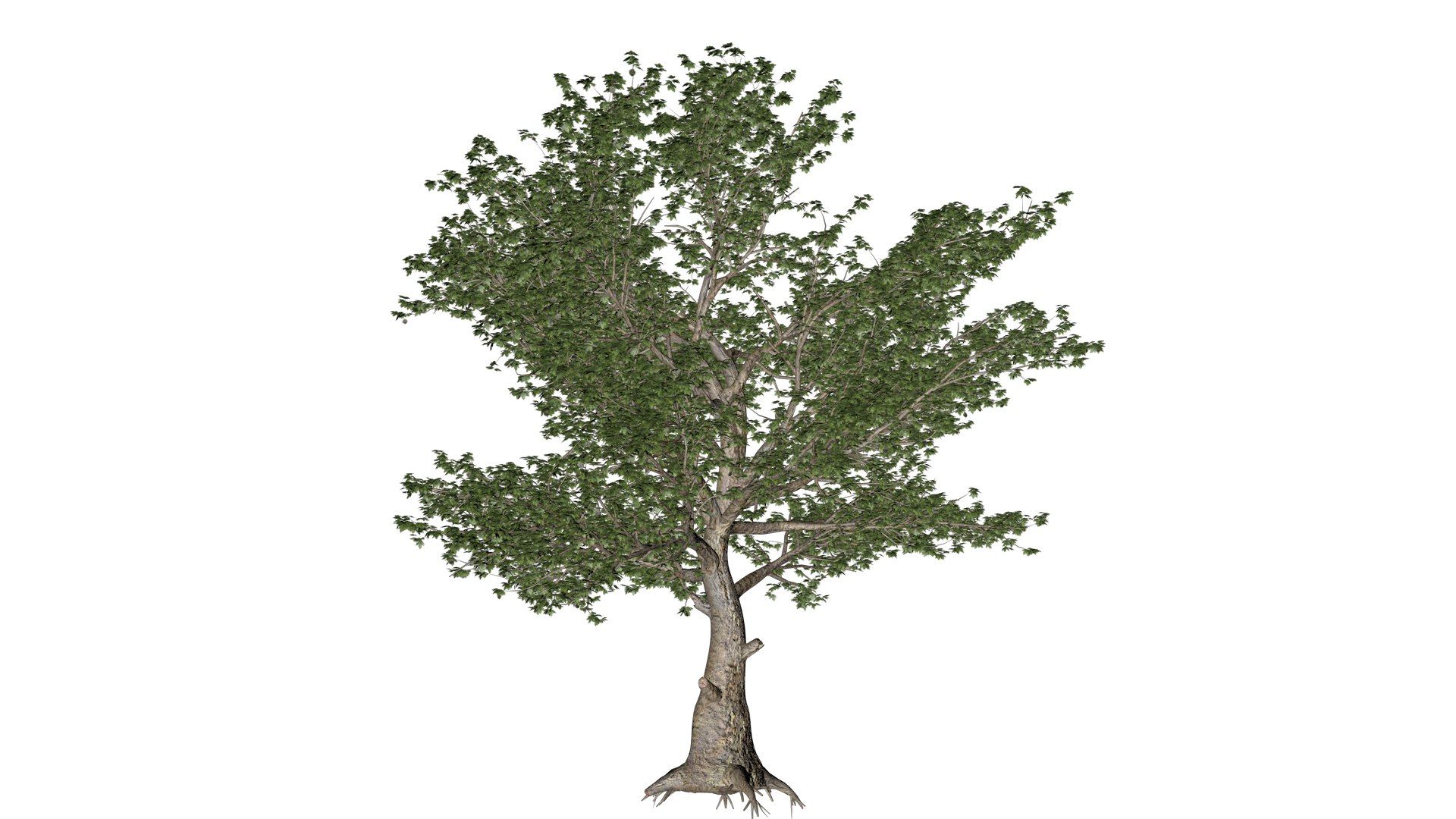 American Sycamore Tree - 05 - 3D Model - TurboSquid 2374314