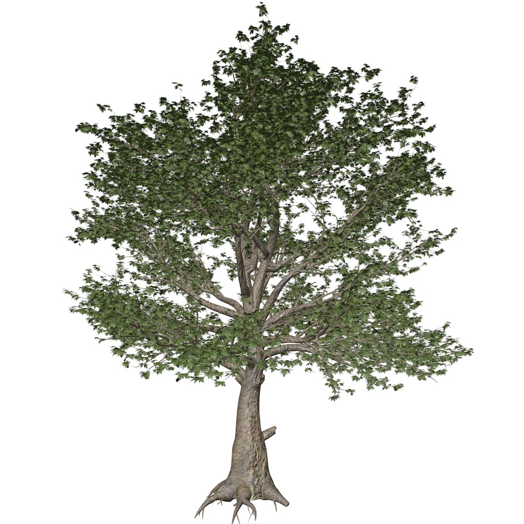 American Sycamore Tree - 05 - 3D Model - TurboSquid 2374314