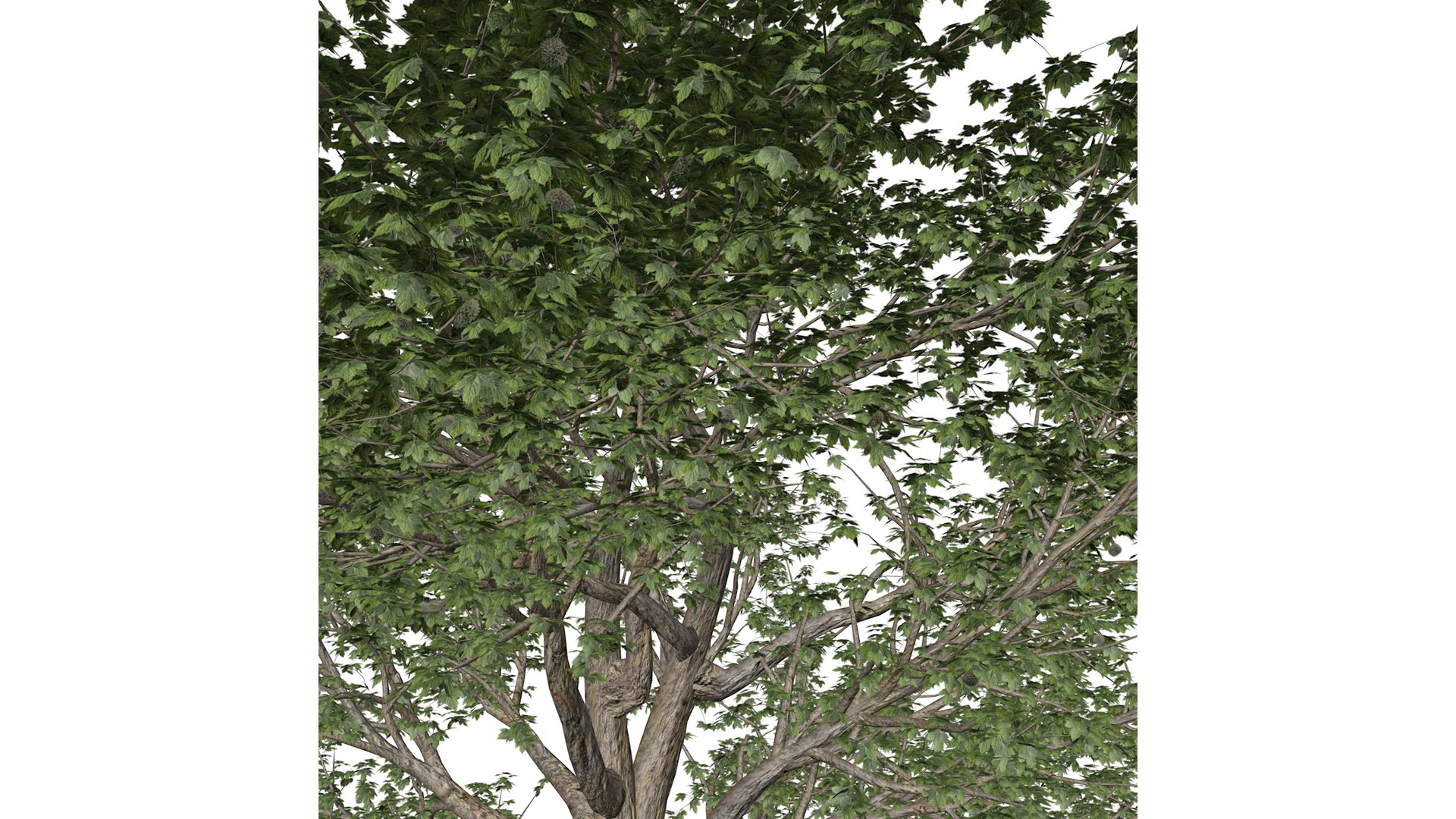 American Sycamore Tree - 05 - 3D Model - TurboSquid 2374314
