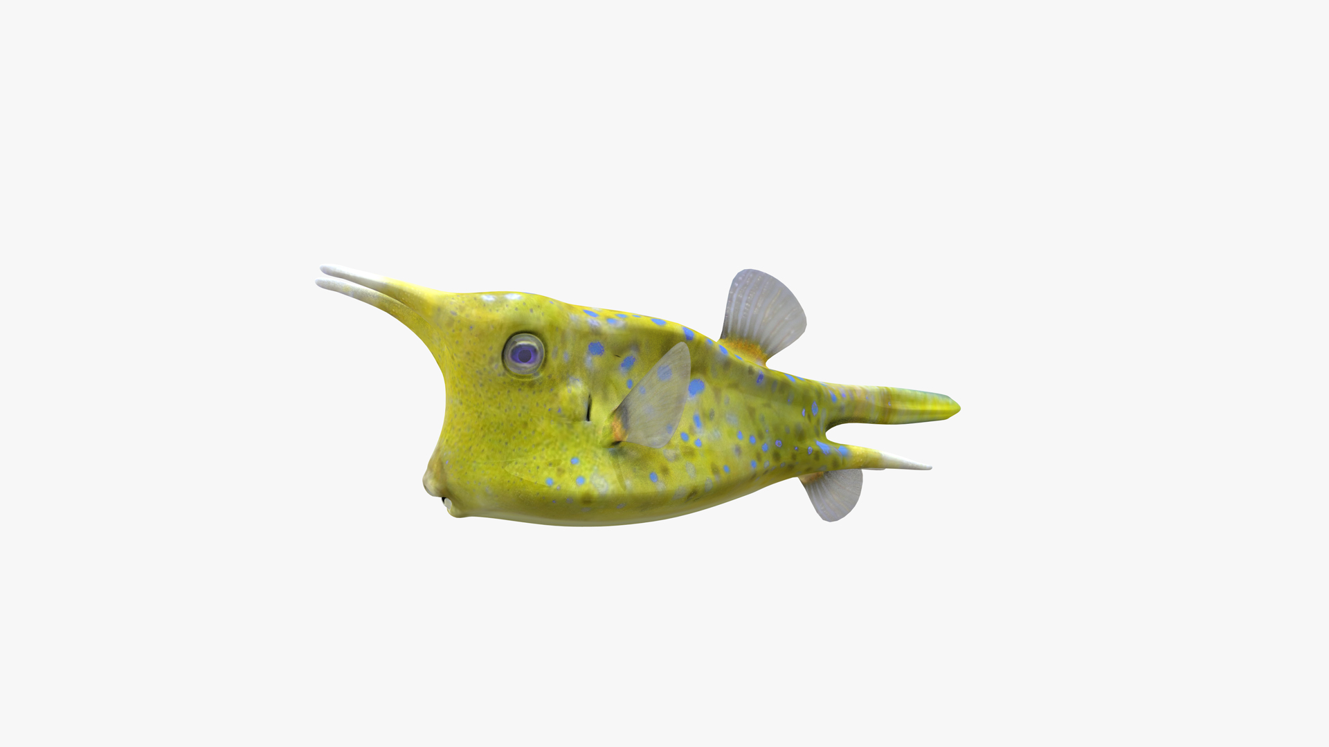 Longhorn Cowfish