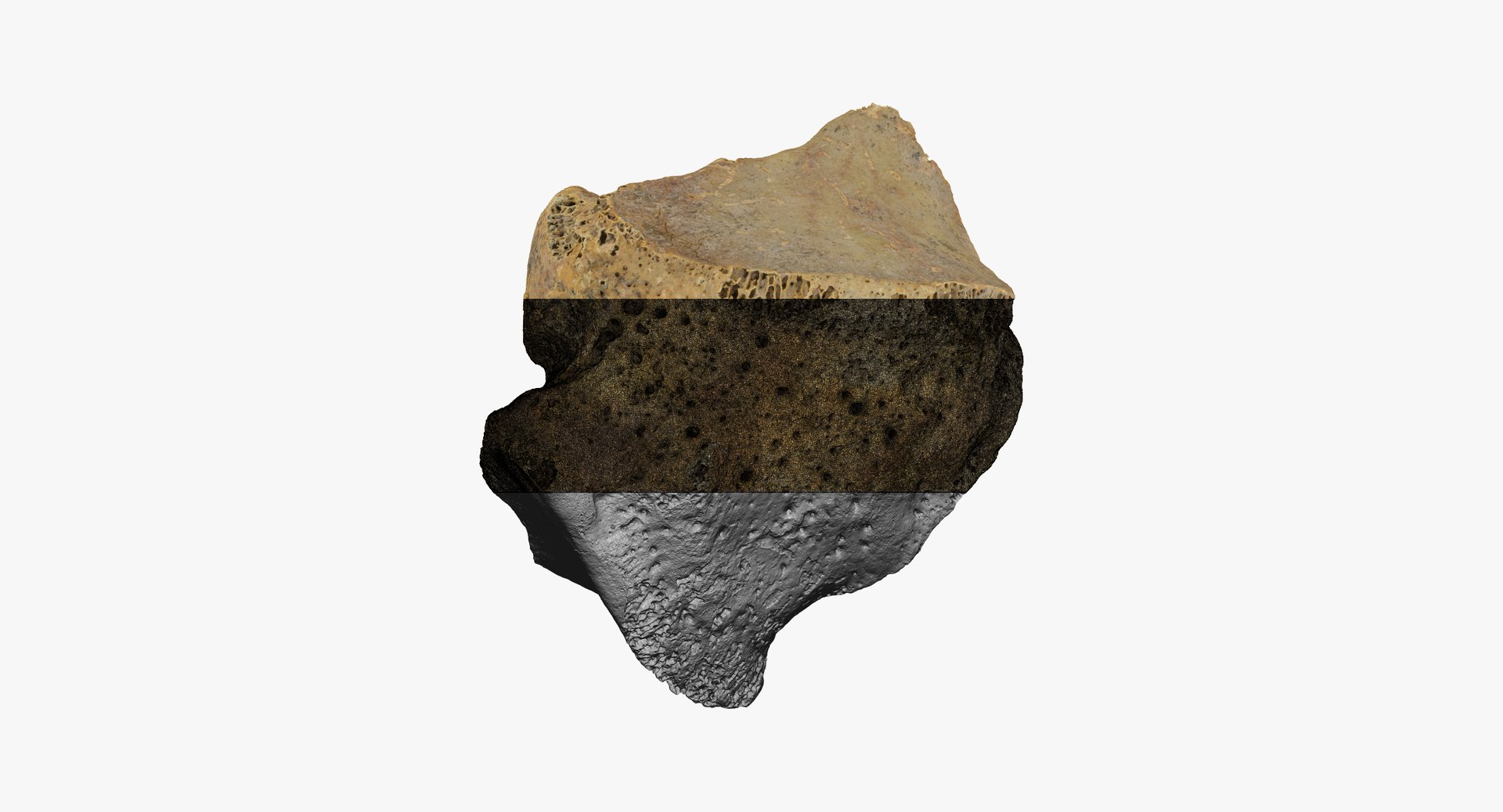 Cuboid Bone 01 Raw Model - TurboSquid 1550264