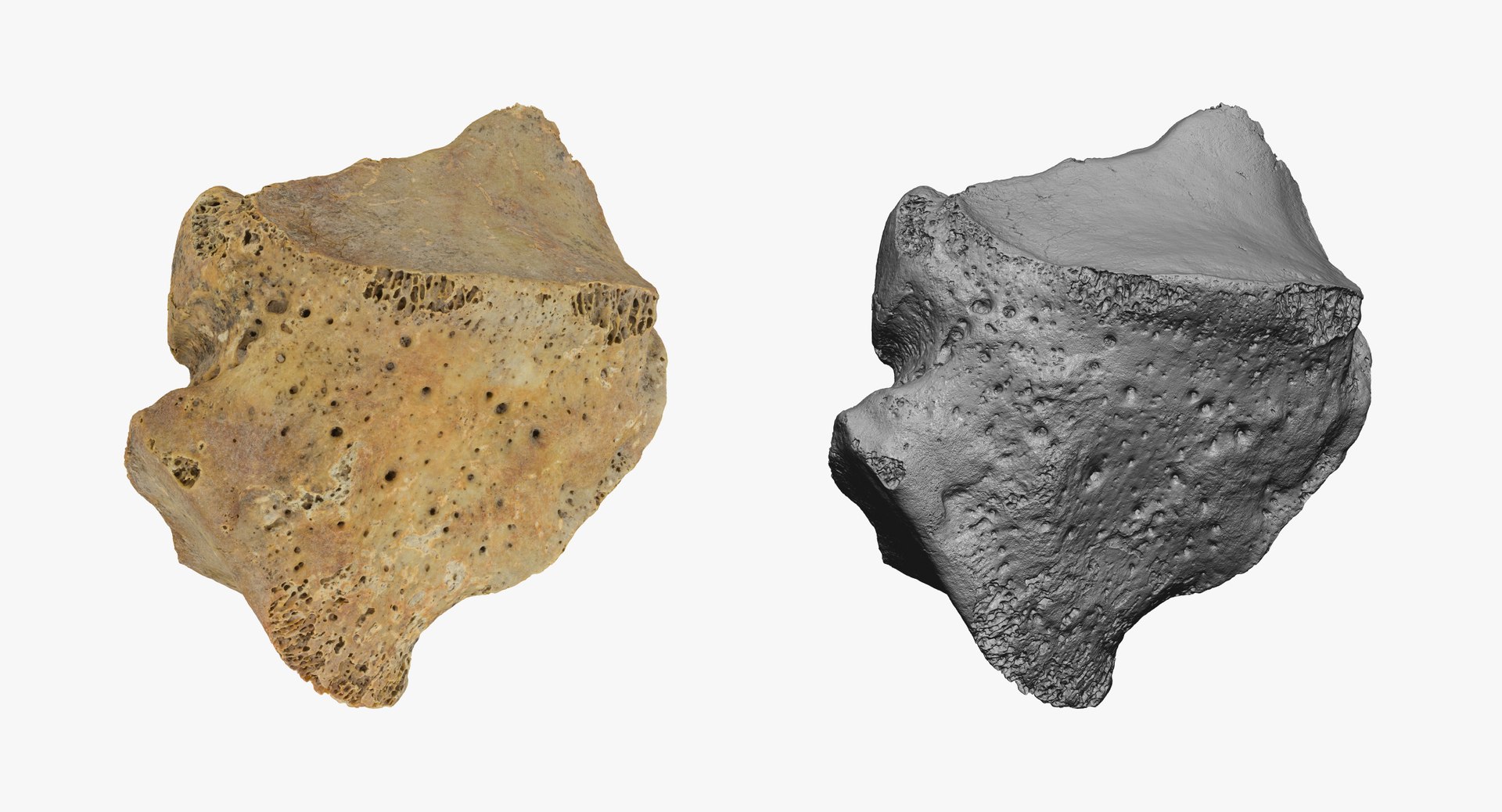 Cuboid Bone 01 Raw Model - TurboSquid 1550264