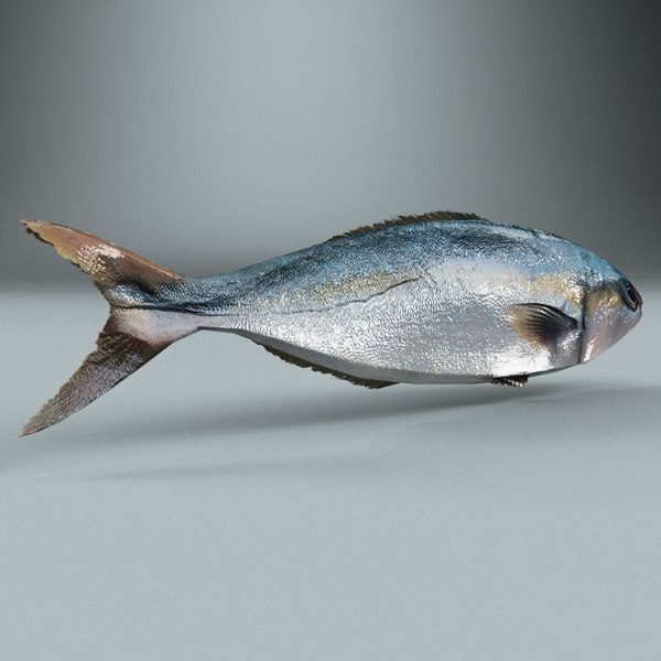 herring fish obj