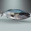 Herring Fish Obj