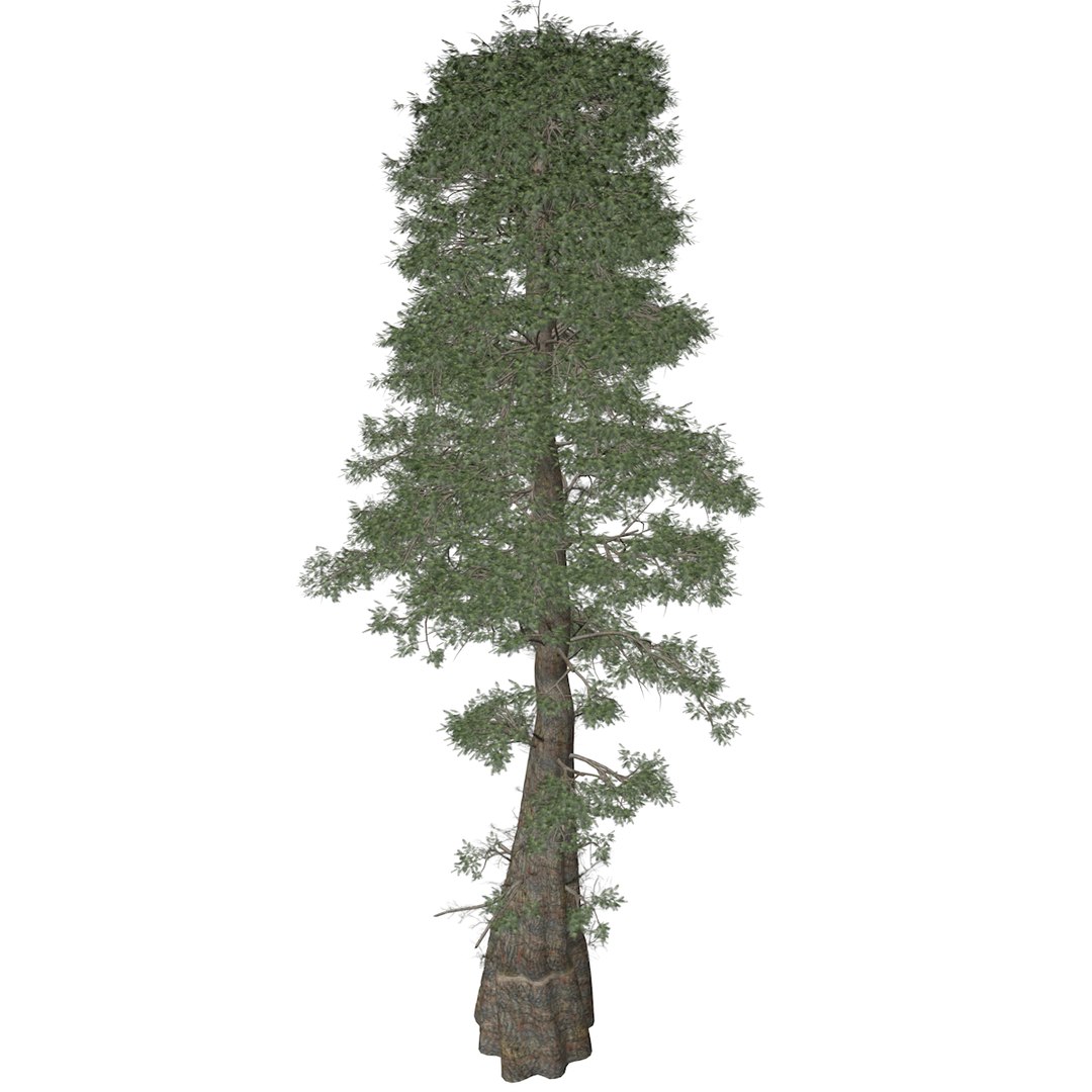 Bald Cypress Tree - 10 - Model - TurboSquid 2369935