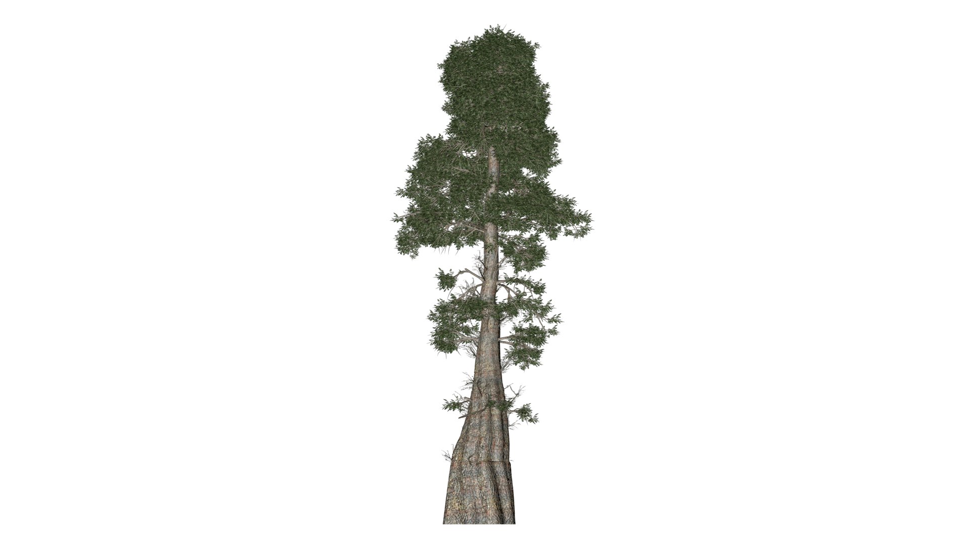 Bald Cypress Tree Collection 3D Model - TurboSquid 2377948
