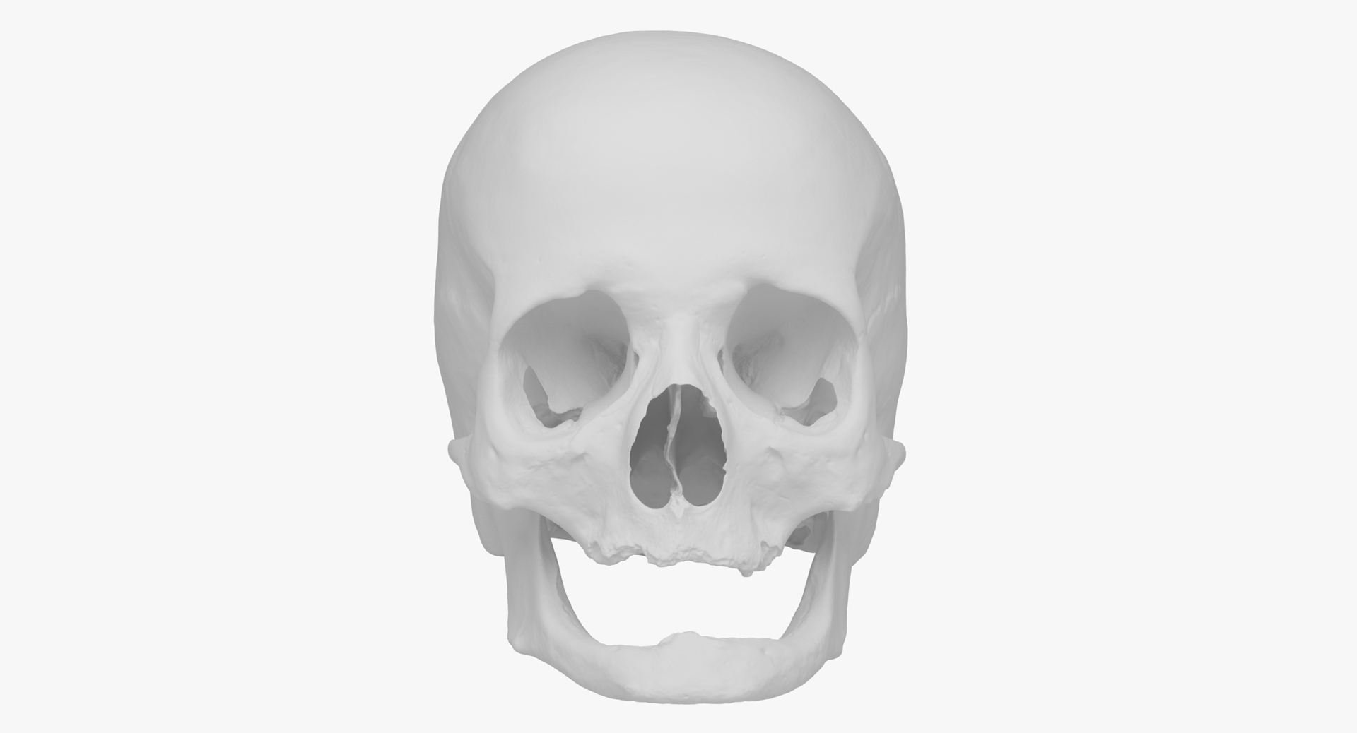 3d Real Human Skull Scan Model