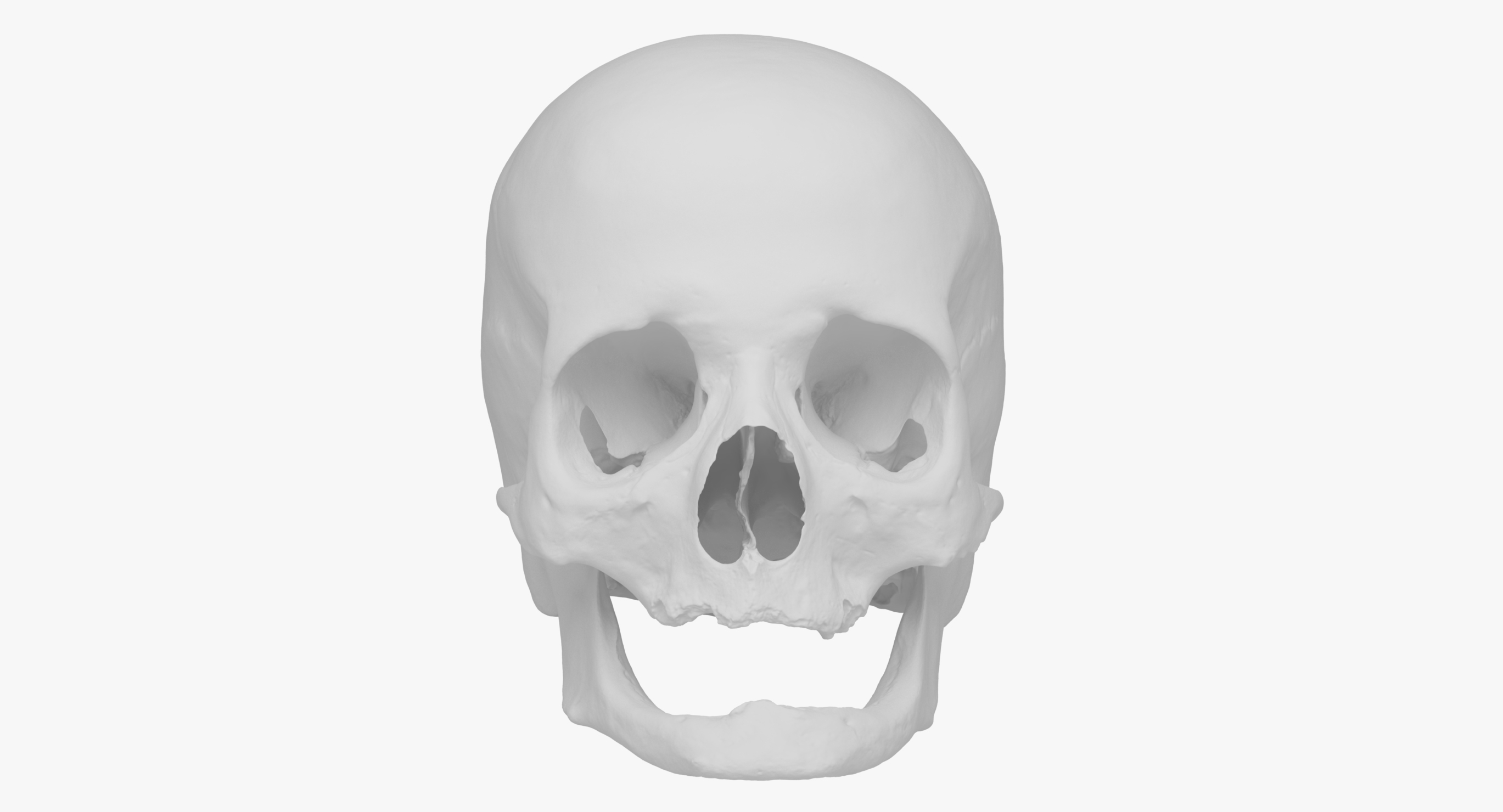 3d real human skull scan model