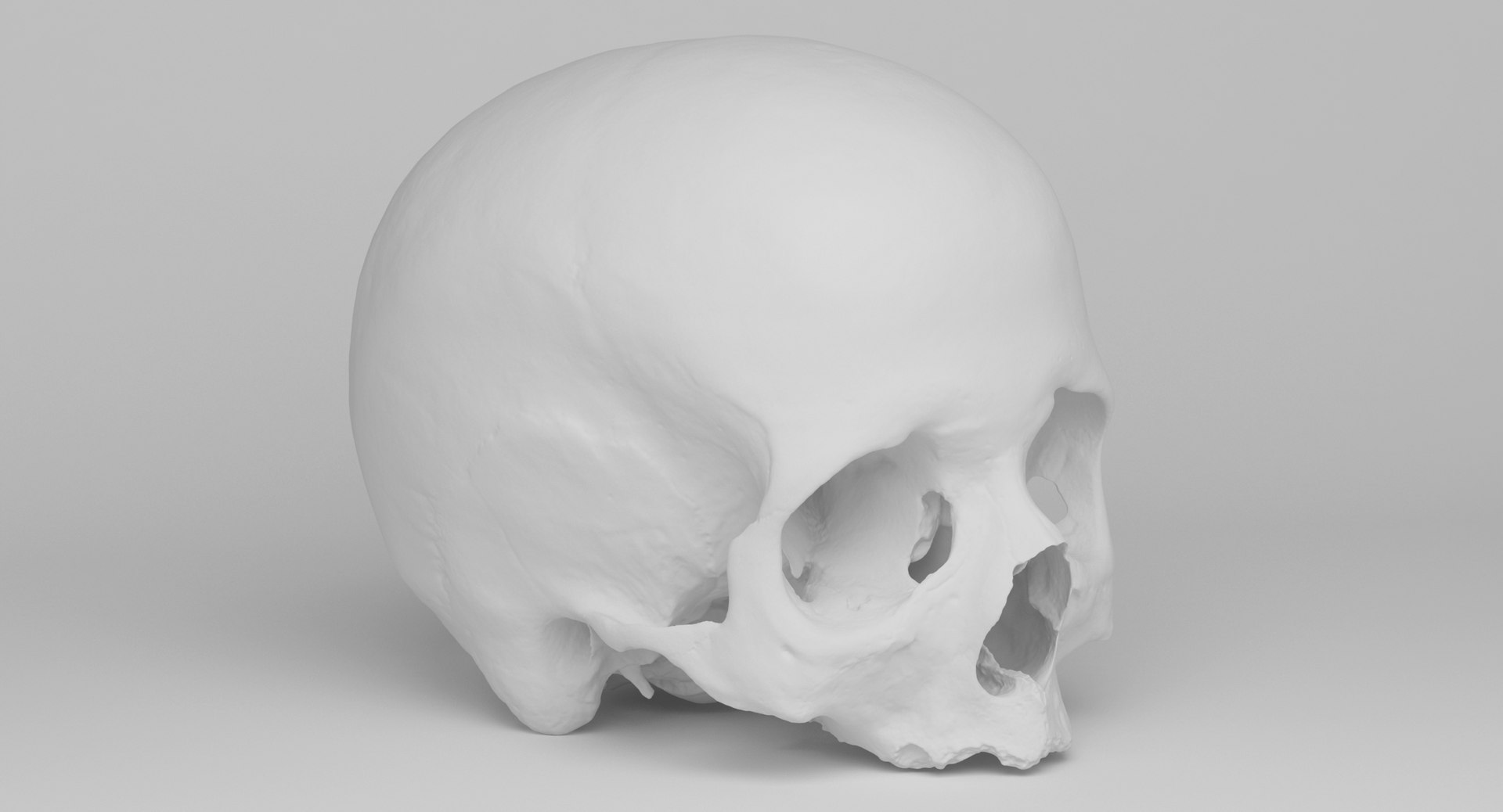 3d Real Human Skull Scan Model
