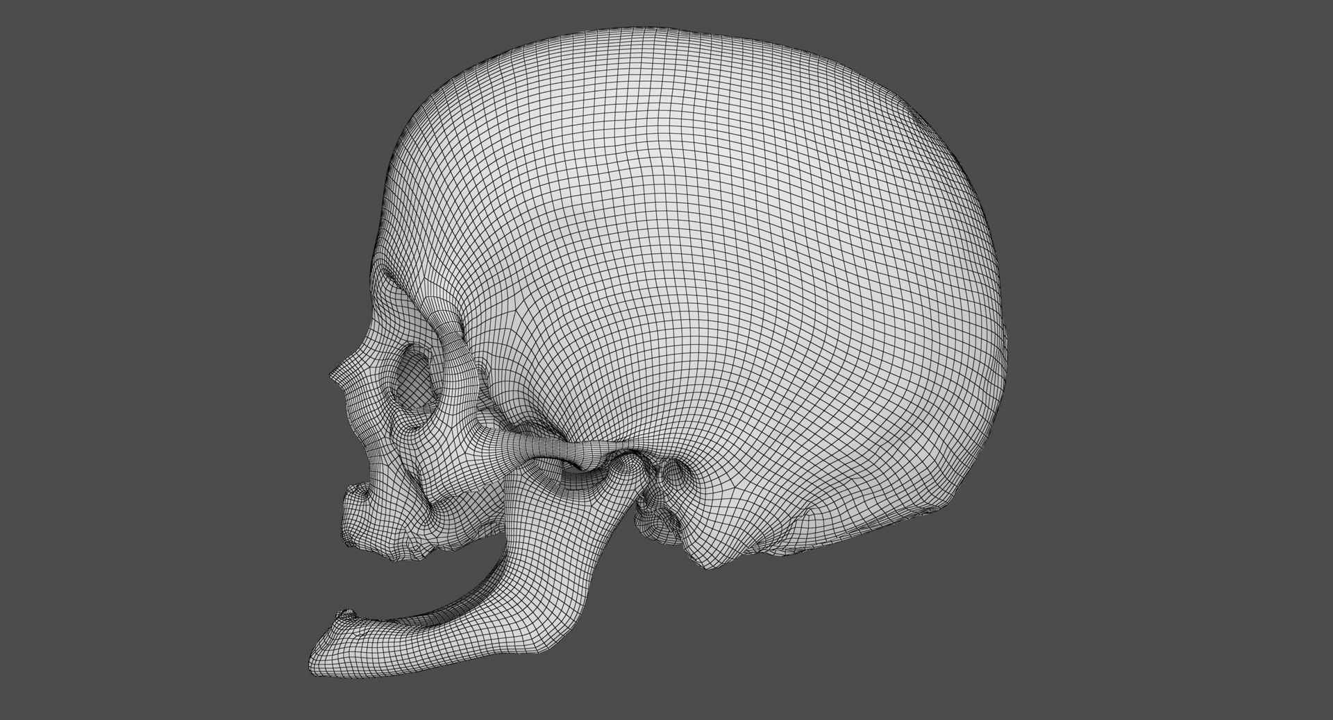 3d real human skull scan model