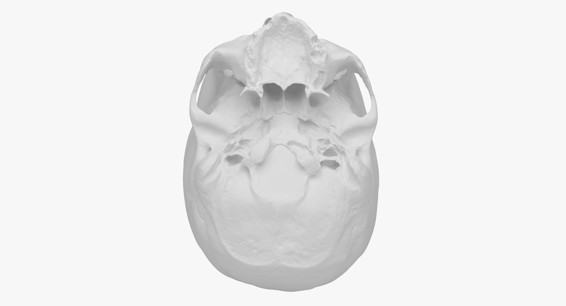 3d Real Human Skull Scan Model