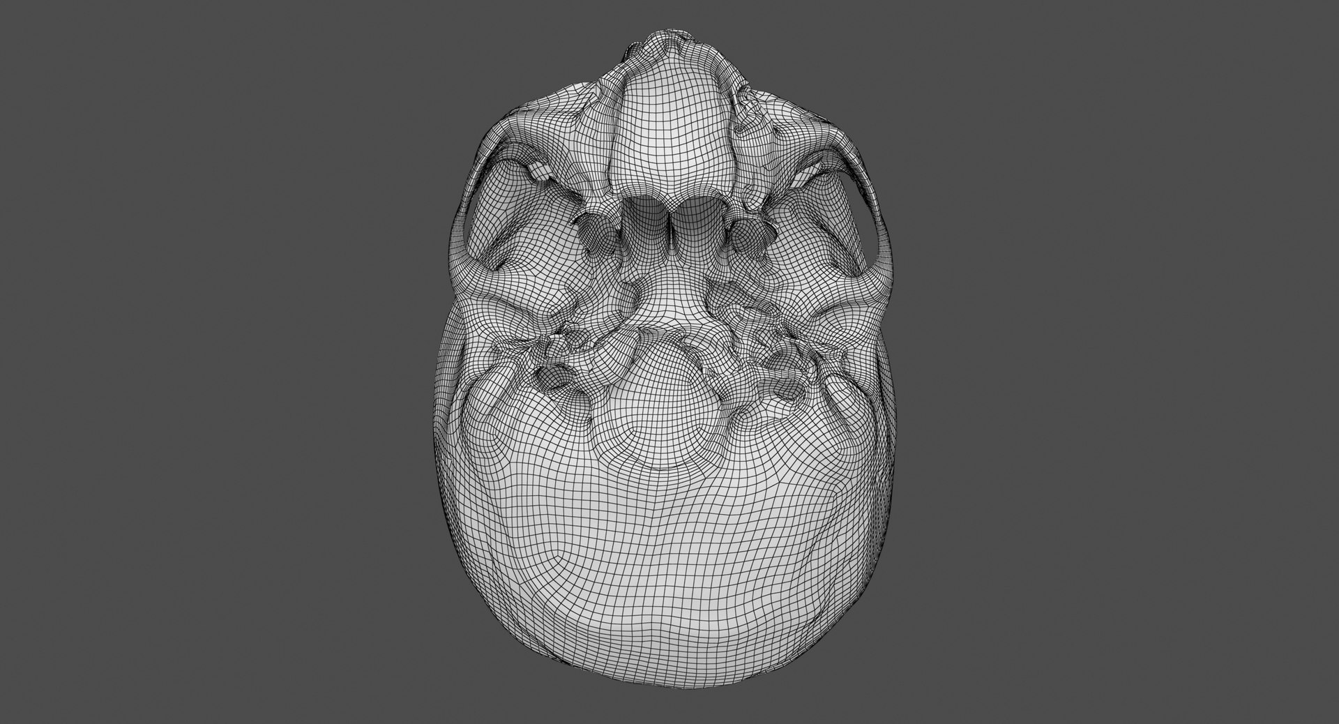 3d Real Human Skull Scan Model