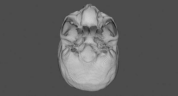3d real human skull scan model