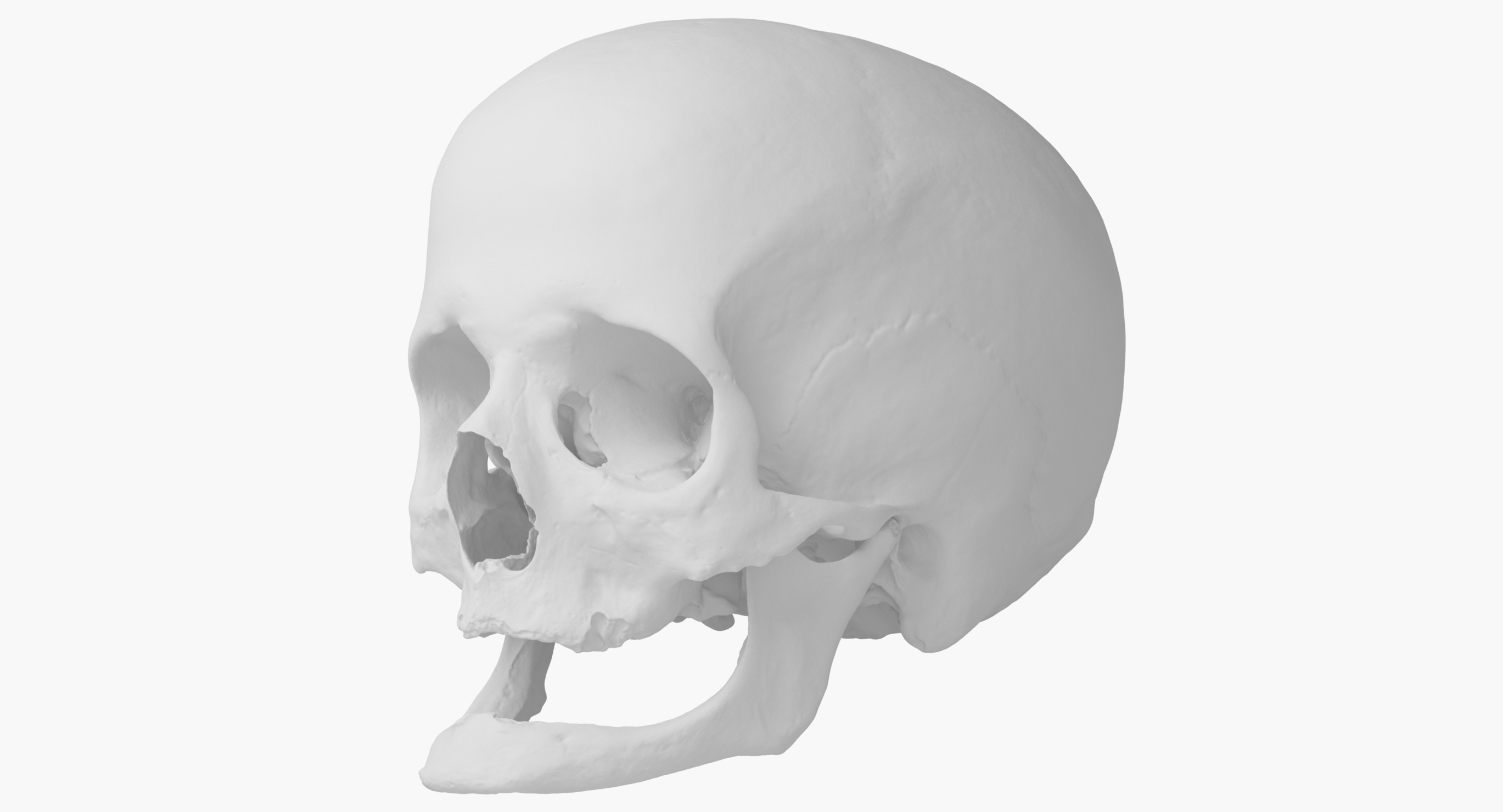 3d real human skull scan model