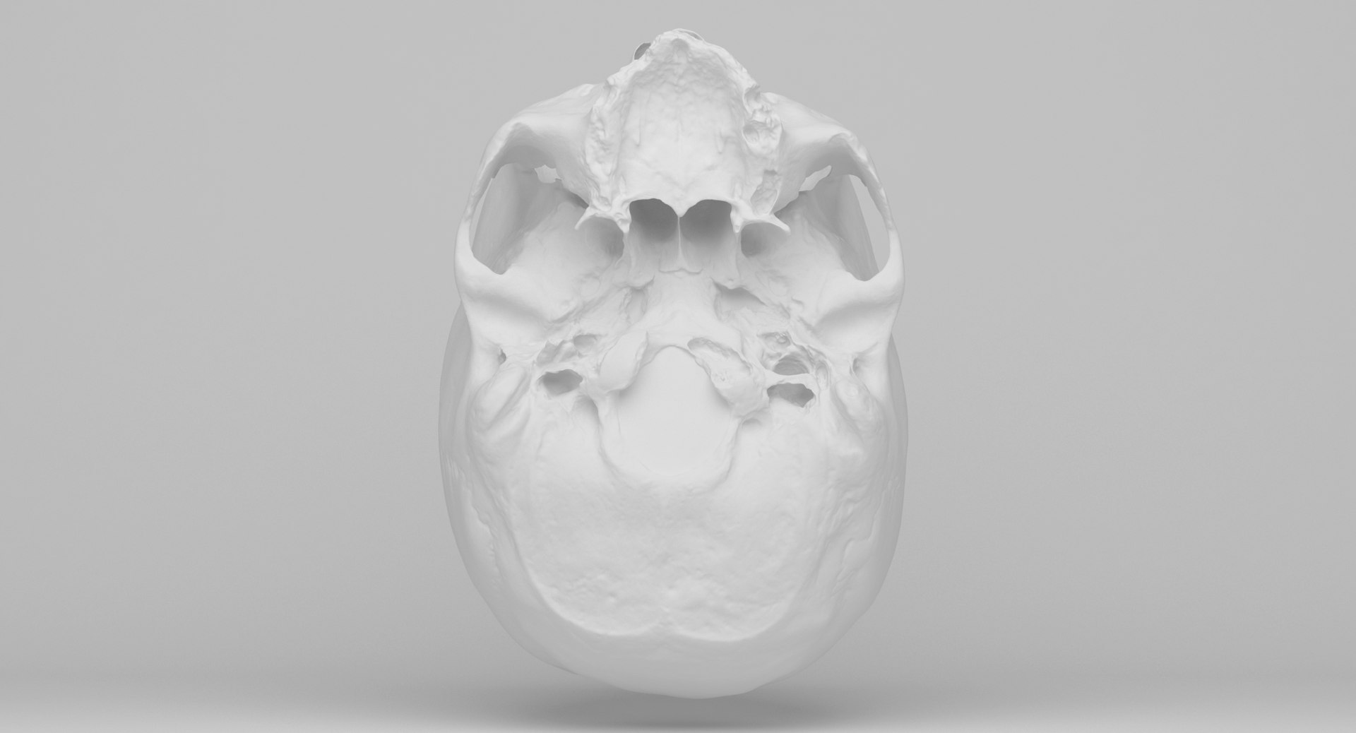3d Real Human Skull Scan Model