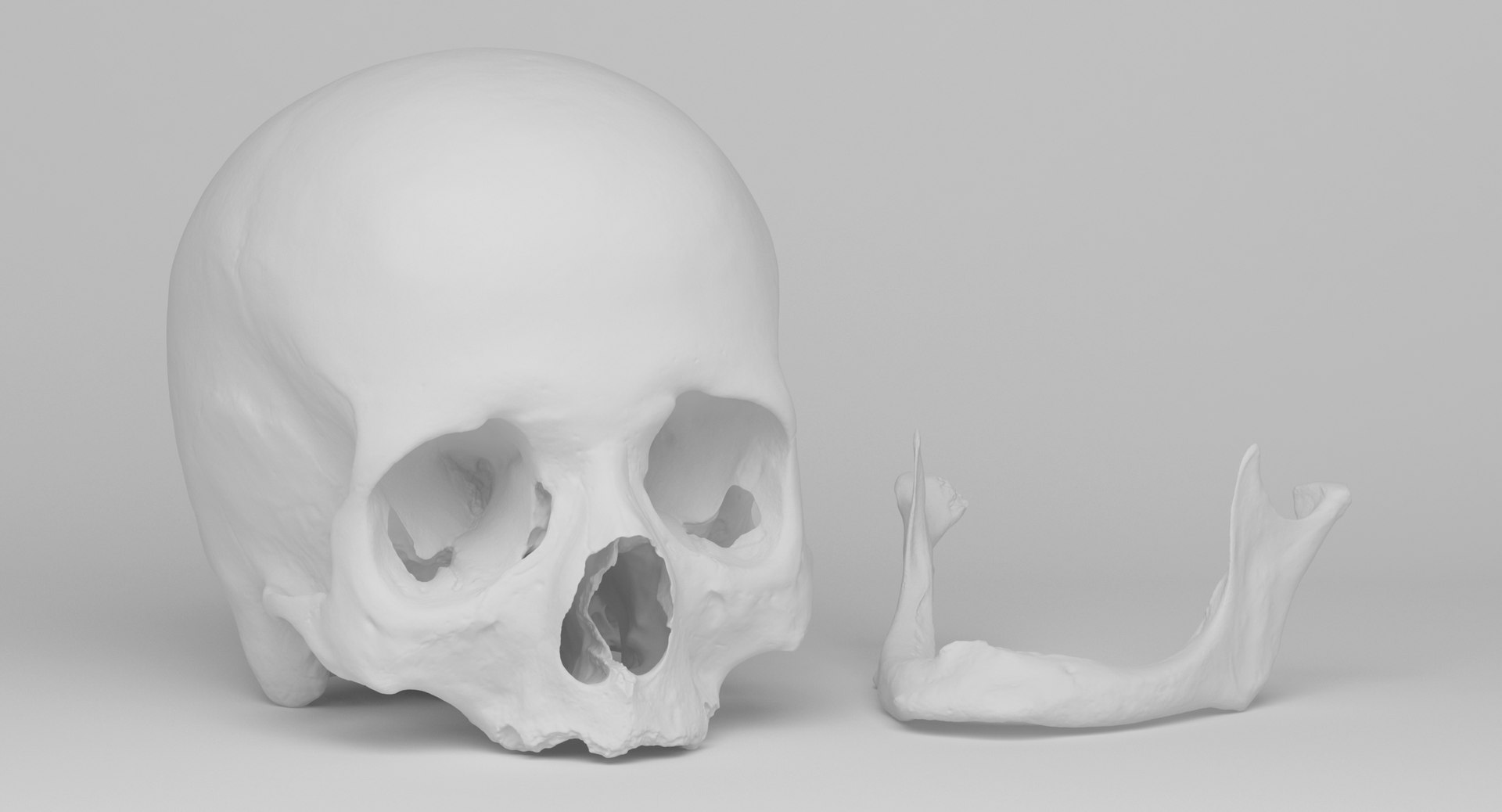 3d Real Human Skull Scan Model