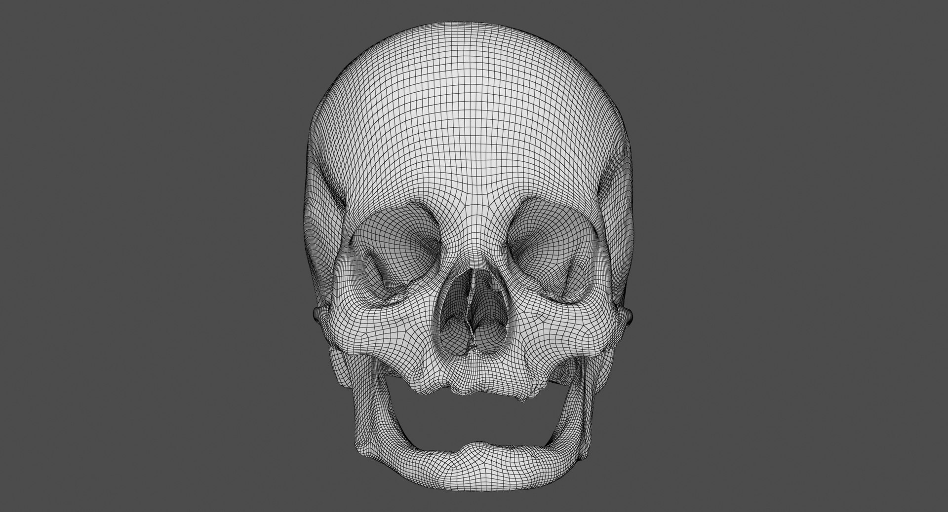 3d Real Human Skull Scan Model